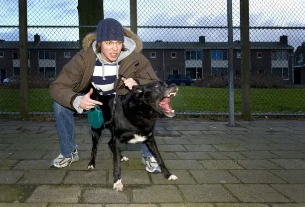A Simple Guide on How to Deal With an Aggressive Dog