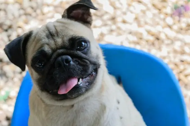 How to Train Your Pug Puppy