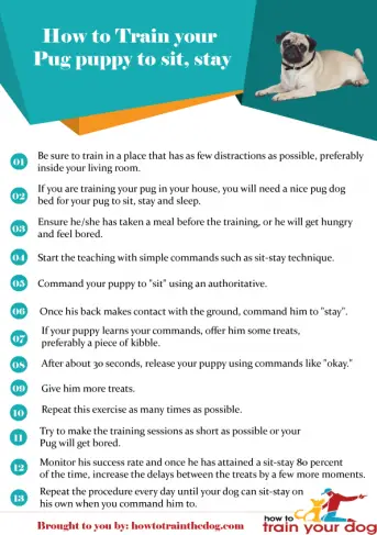 How to Train Your Pug Puppy