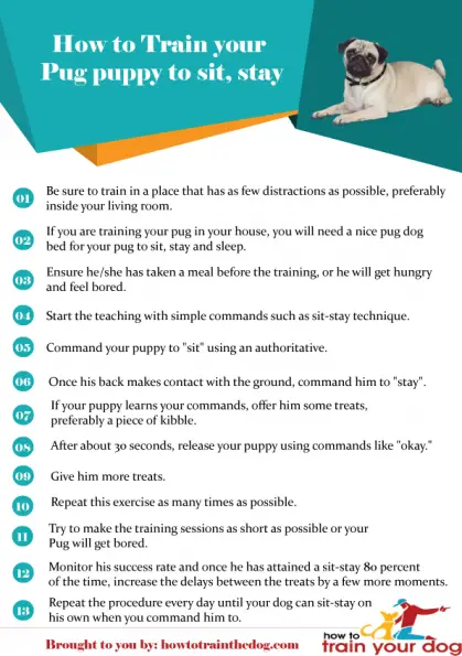 How to Train Your Pug Puppy