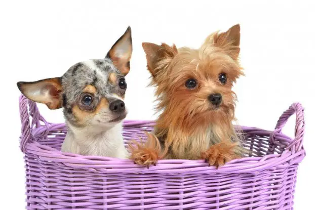 The 10 Best TeaCup Dog Breeds