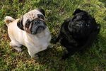 Do Pugs Shed: How To Deal With The Issue Of Pugs Consistently Shedding