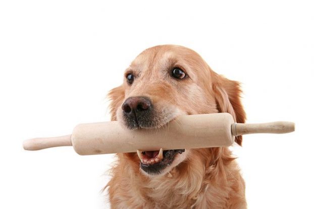 Can Dogs Eat Bread: Why This Basic Treat Is Best Used In Moderation