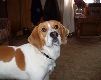 The Beagle Lab Mix: A Curious Combination of Two Popular Breeds