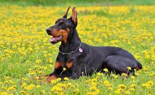 The Doberman Lab Mix (Doberdor): A Comprehensive Guide (With Pictures)
