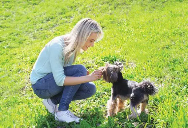 How To Train A Yorkie To Sit: Why Perseverance And Timing Pay Off