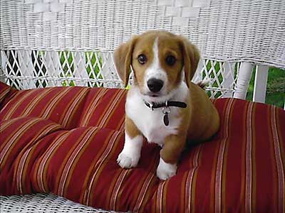 Are Corgi Beagle Mix Pups Really Great Family Pets For New Owners?
