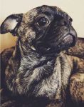 Uncovering The Mystery Of The Brindle Pug
