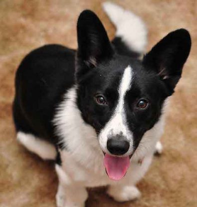 Introducing The Borgi: An Adorable, Loving Border Collie Corgi Mix