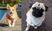 Introducing The Family Friendly Corgi Pug Mix