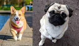 Introducing The Family Friendly Corgi Pug Mix