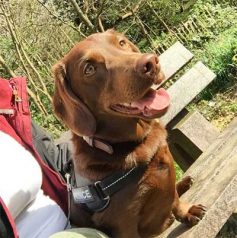 Why The Dachshund Lab Mix May Not Be What Dog Lovers Expect