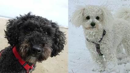 The Bichon Frise Poodle Mix (Poochon): Facts/Information