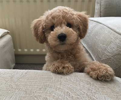Bichon Frise Poodle Mix Puppies