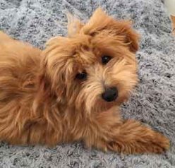 Understanding The Cute Little Havapoo (Havanese Poodle Mix)