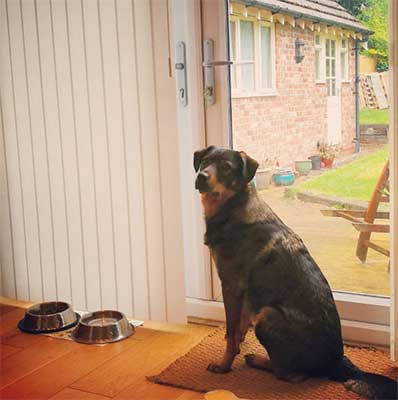 What Can We Really Expect From The Border Collie Rottweiler Mix?