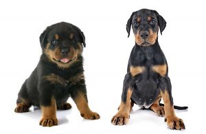 Doberman Rottweiler Mix: The Complete Rotterman Dog Breed Guide