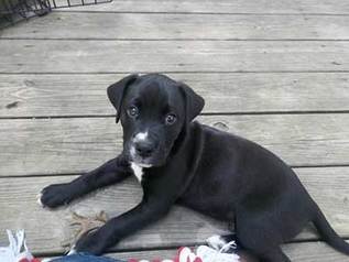 Is The Pitbull Lab Mix Really The Friendliest Dog Around?