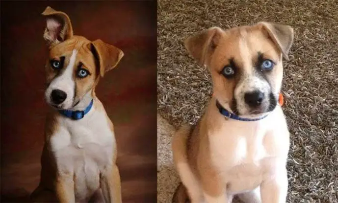 Why Is A Boxer Husky Mix Puppy Such A Handful?