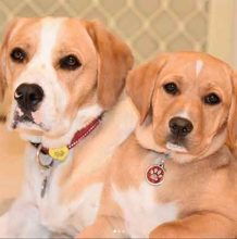 All About The Cavador (Cavalier Labrador Mix)