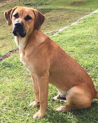 Is The Pitbull Golden Retriever Mix As Sweet As Some Hope For?