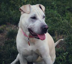 All About The Shar Pei Pitbull Mix: Facts/Information