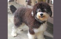 All About The Portuguese Water Dog Poodle Mix: Facts/Information