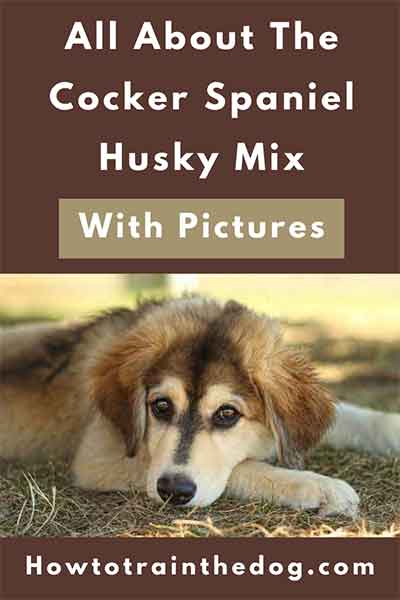 All About The Cocker Spaniel Husky Mix (Siberian Cocker) With Pictures