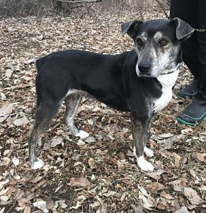 All About The Cocker Spaniel Husky Mix (Siberian Cocker) With Pictures