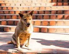 The Truth About The Shiba Inu German Shepherd Mix