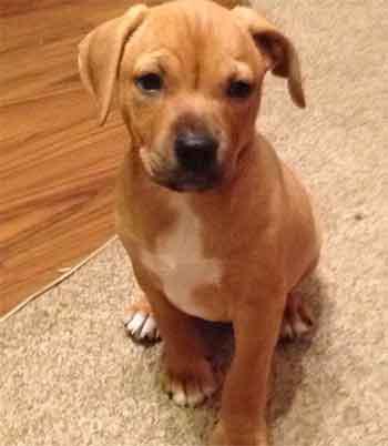 Chow Chow Pitbull Mix