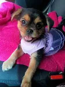 Pug Mixed With Yorkie