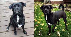 The Pug Lab Mix (Pugador): A Comprehensive Guide (With Pictures)