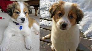 Why The Border Collie St Bernard Mix Is A Great Family And Working Dog?