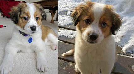 Why The Border Collie St Bernard Mix Is A Great Family And Working Dog?
