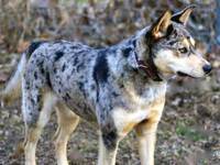 Is It Really A Good Idea To Create A Catahoula Husky Mix?