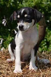 The Cute But Hyper Jack Russell Chihuahua Mix