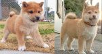 Is The Mini Shiba Inu A Good Idea Or A Breeding Disaster?