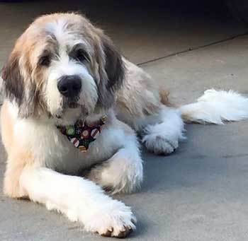 The Pros And Cons Of A True Saint Berdoodle