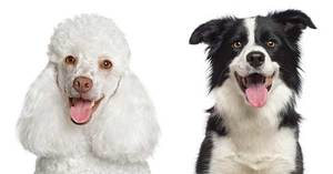 Is The Bordoodle The Smart Family Dog People Hope For?