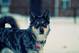The Blue Heeler Husky Mix (Ausky): Is It Right For You?