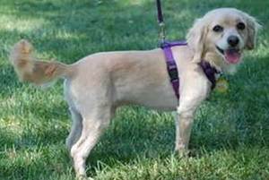 The Truth About The Cocker Spaniel Chihuahua Mix