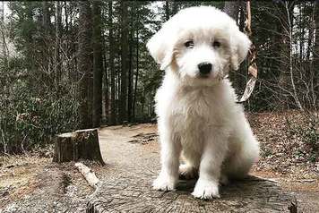 All About The Cute, Affectionate Pyredoodle