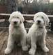 All About The Cute, Affectionate Pyredoodle