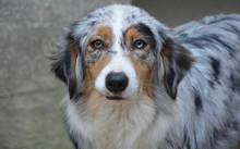 Boxer Australian Shepherd Mix: A Look At What Boxherd Are