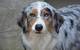 Boxer Australian Shepherd Mix: A Look At What Boxherd Are
