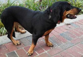 All About The Basset Hound Rottweiler Mix