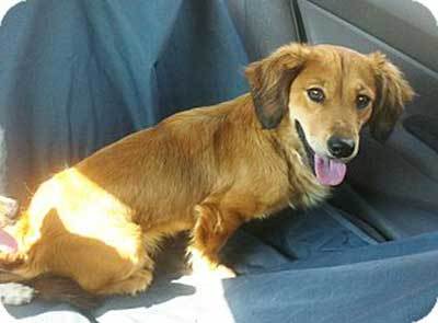 Golden Retriever Dachshund Mix (Golden Dox): A Complete Guide