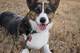 A Complete Guide to the Boston Terrier Corgi Mix