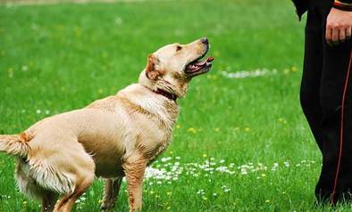 How to Train Your Dog to Come When Called (8 Tips)